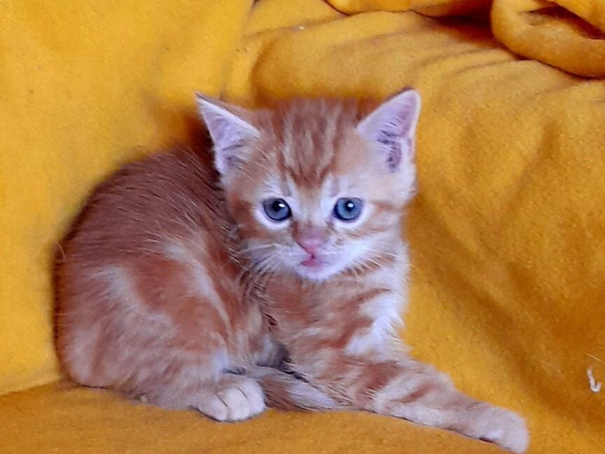 Шотландские котята 1,5 месяца