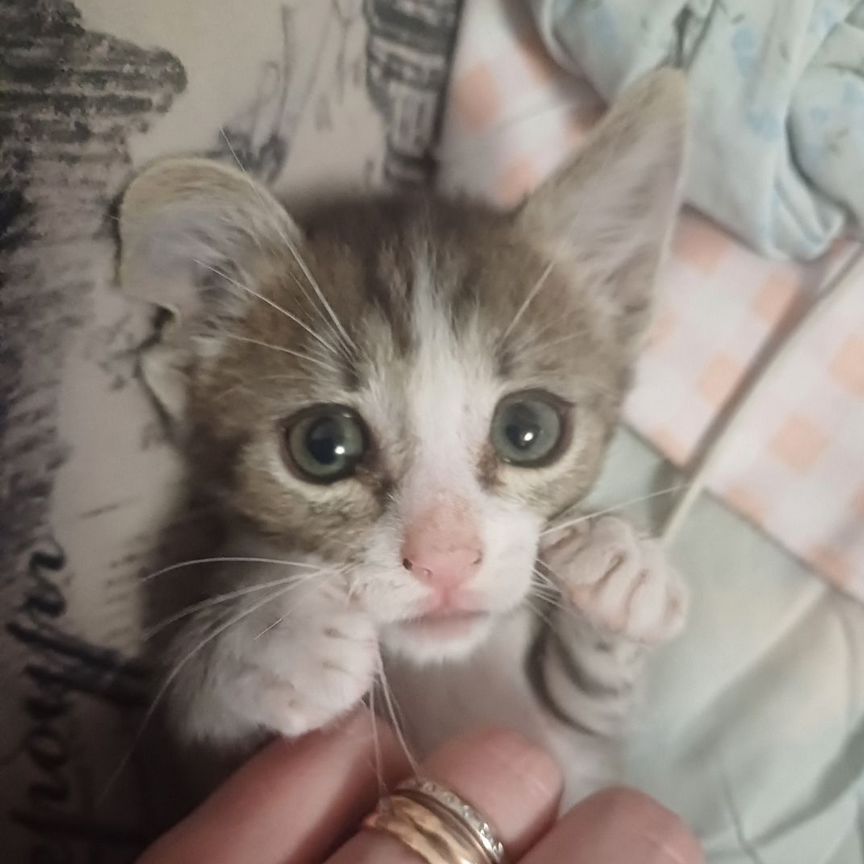 Канадский сфинкс котёнок