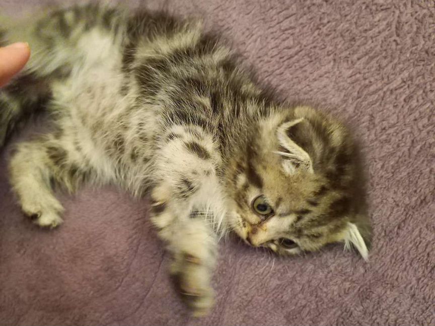 Вислоухий мраморный шотландец