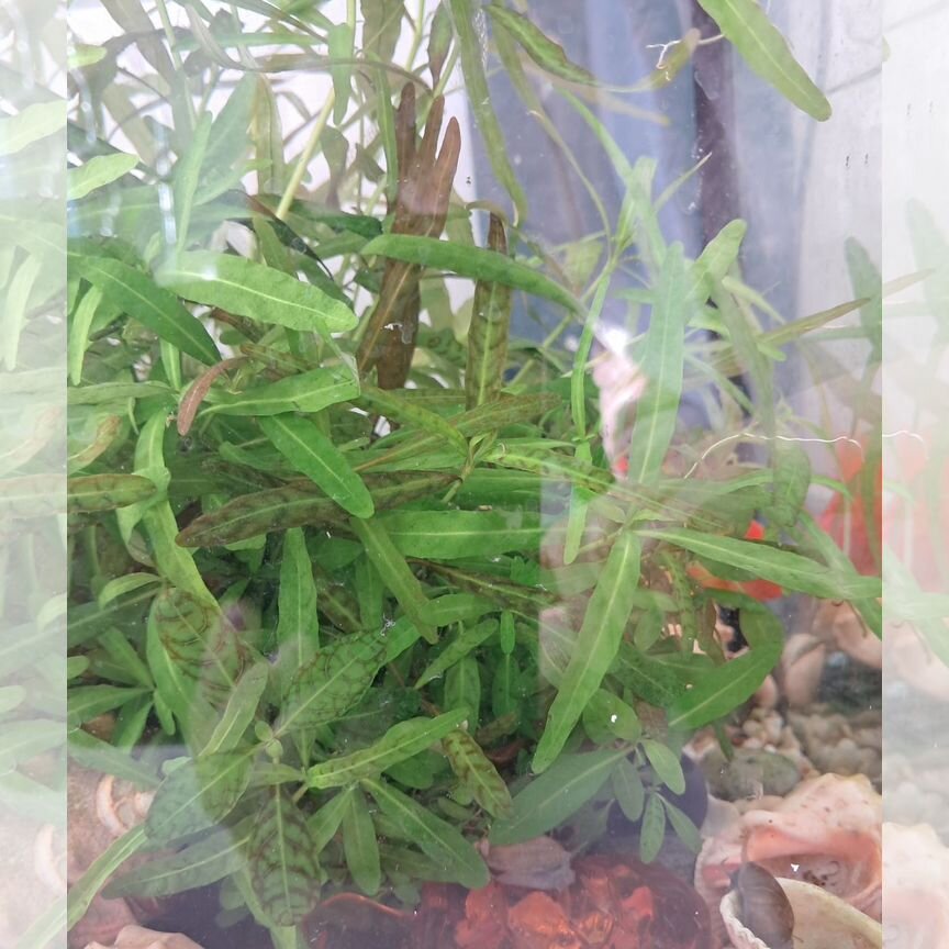 Аквариумные растения