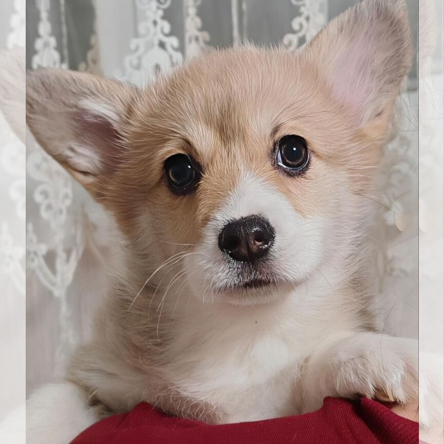 Вельш Корги Пемброк, щенок