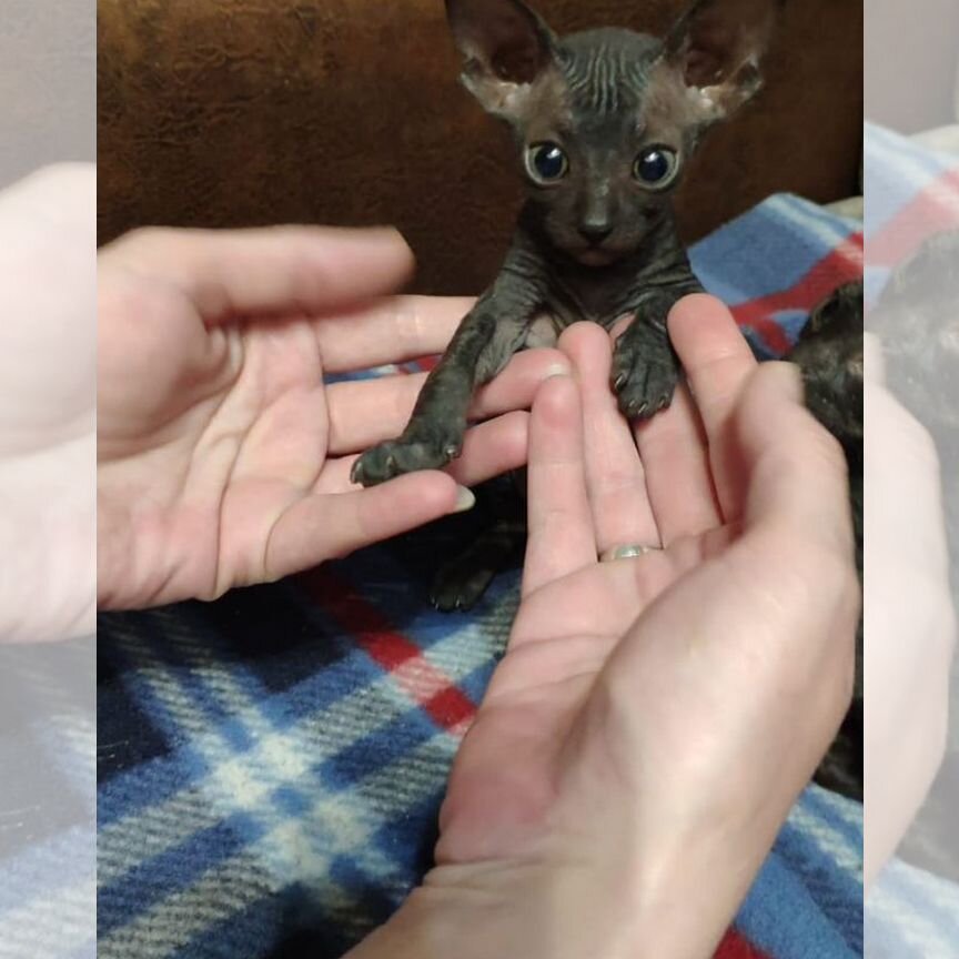 Донской сфинкс котята