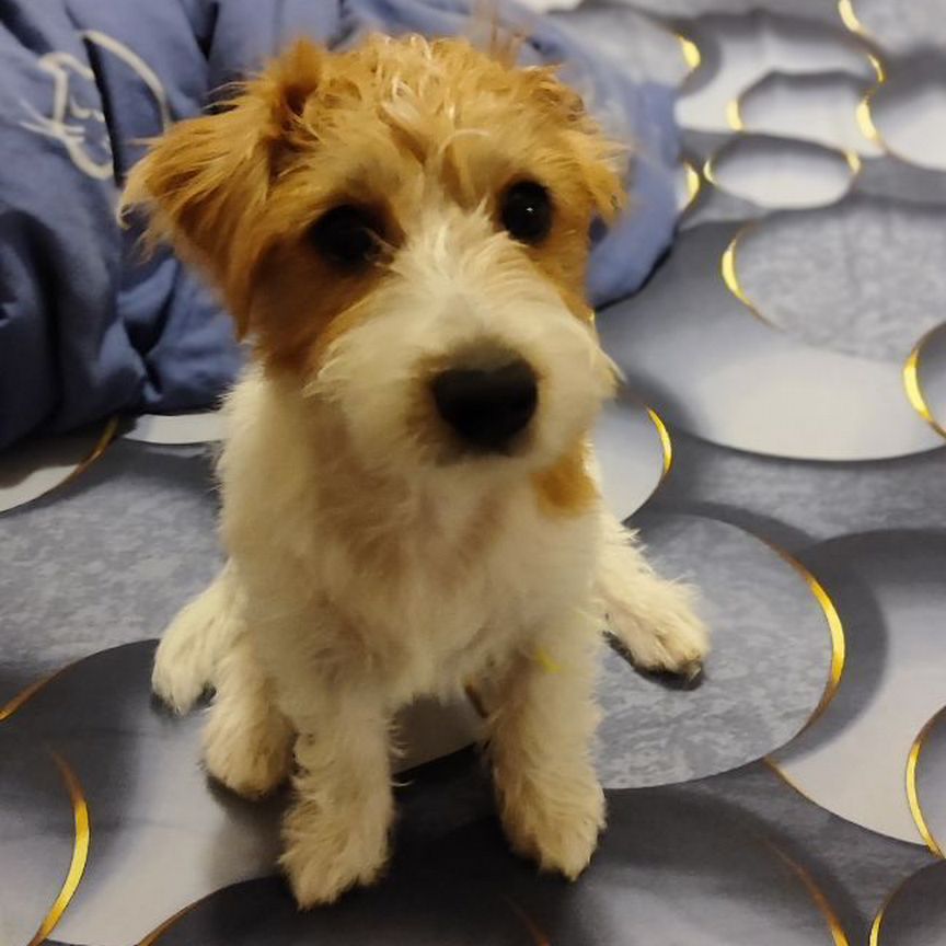 Щенок Джек-Рассал терьера