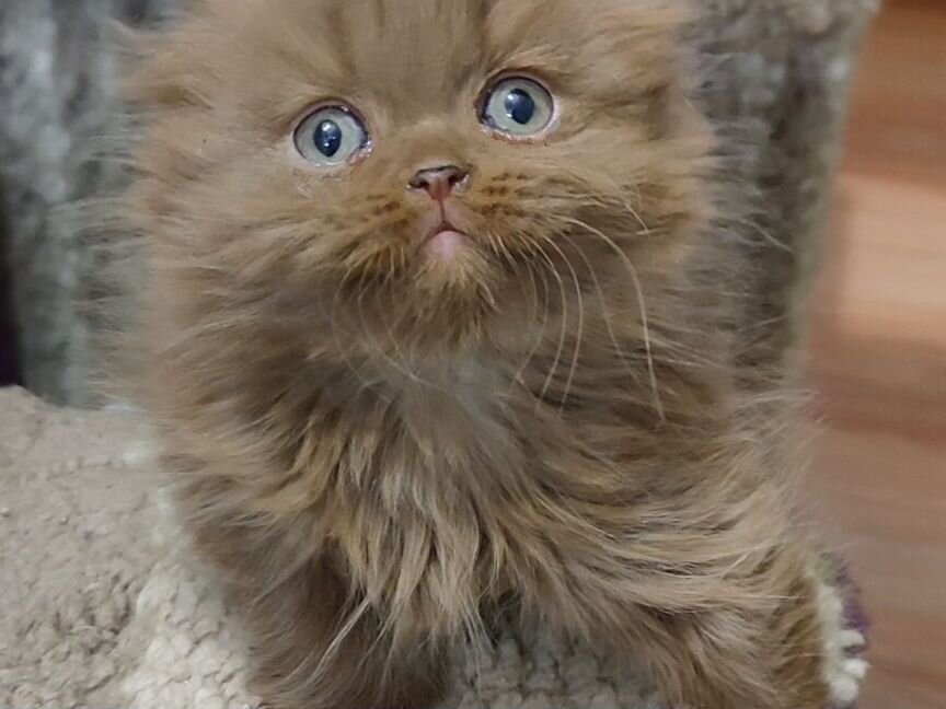 Хайленд фолд мальчик циннамон