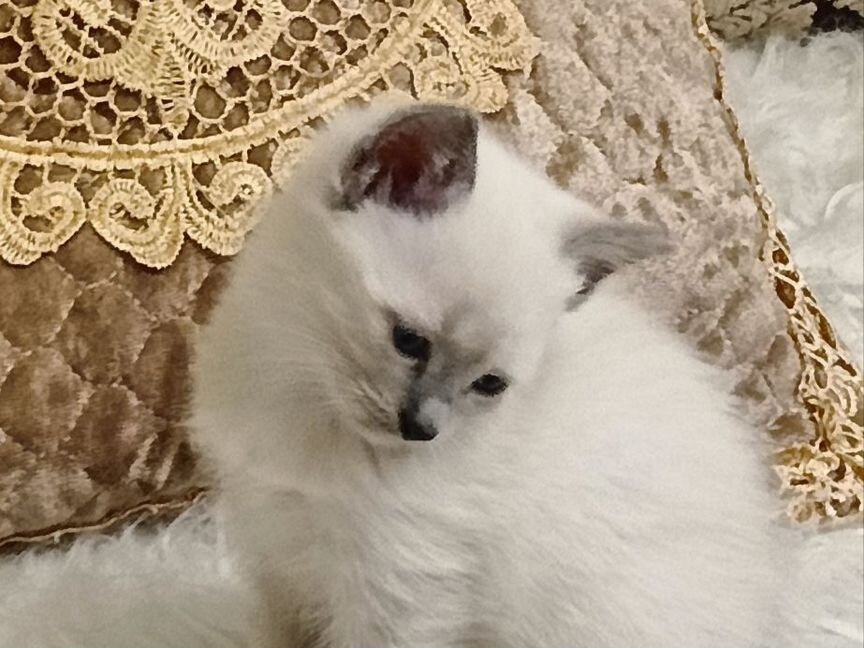 Котята