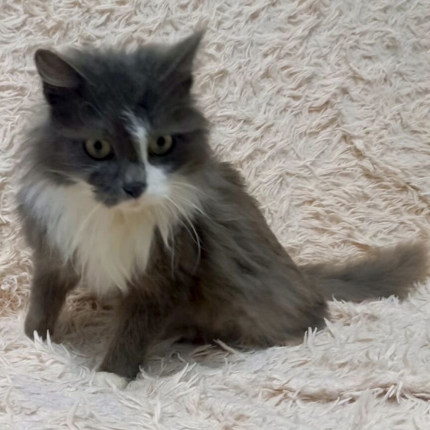 Взрослая, кошка в добрые руки