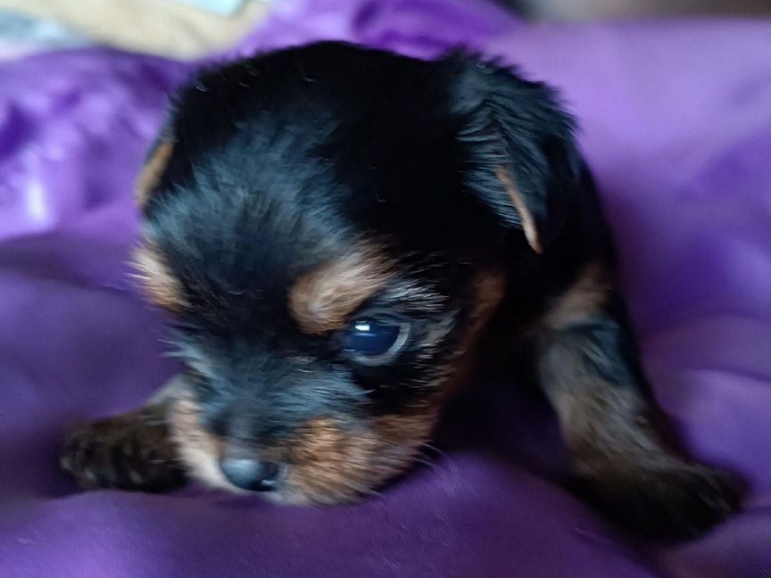 Йоркширский терьер