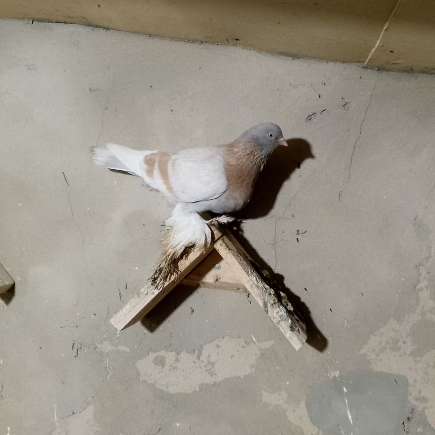 Продам Агаран голубка