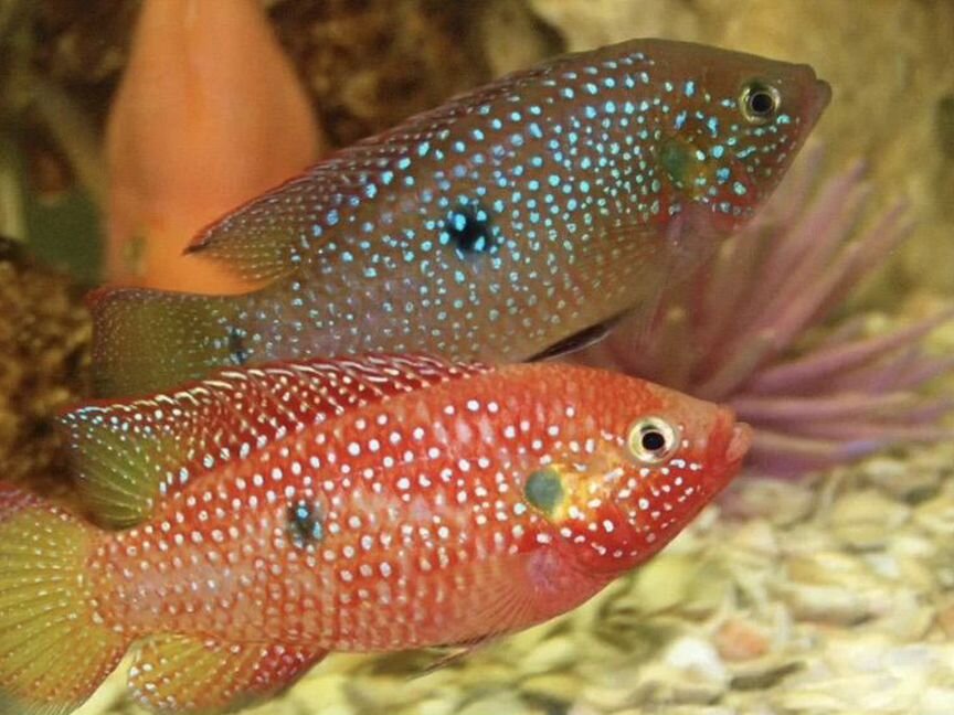 Хромисы бесплатно 5шт