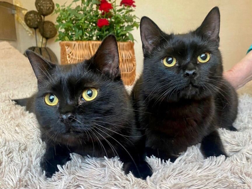 Британистые мальчик и девочка ищут дом