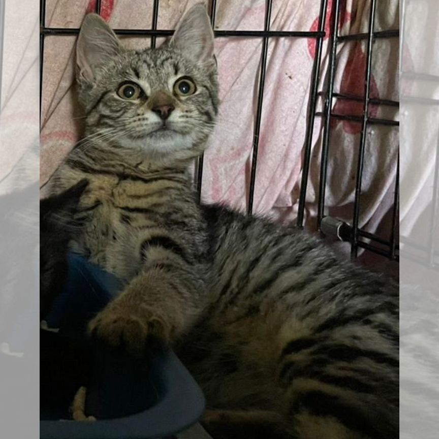 Котёнок с улыбкой