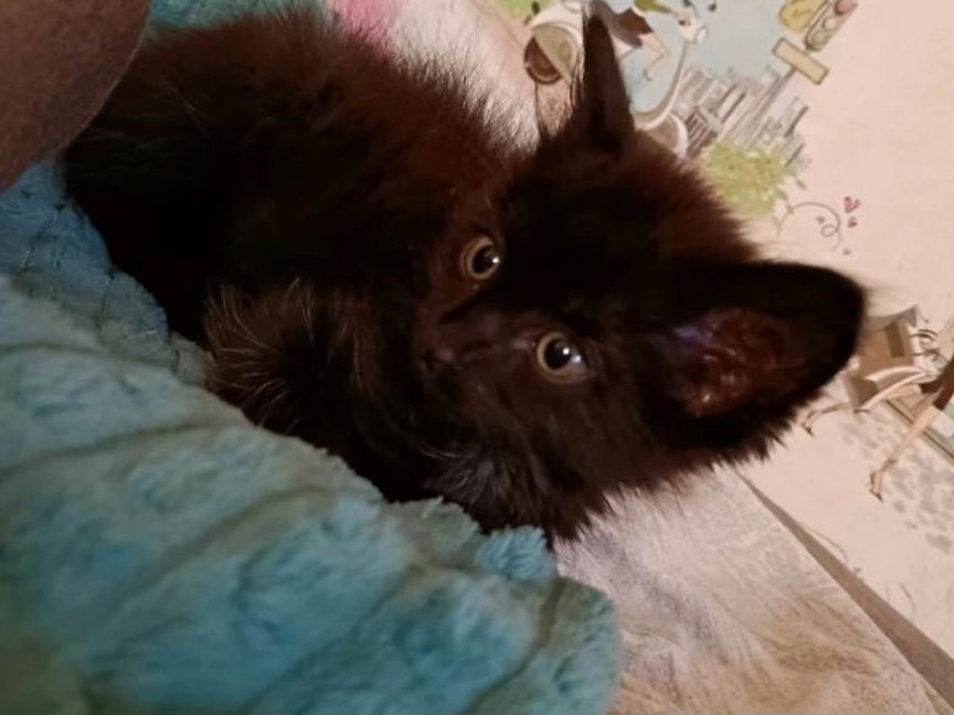 Котенок