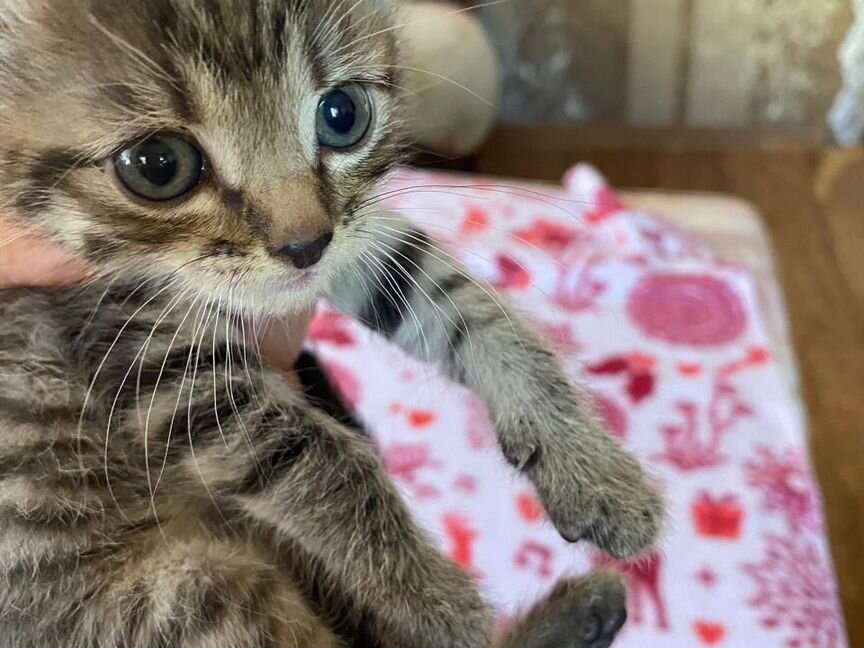 Котята в добрые руки