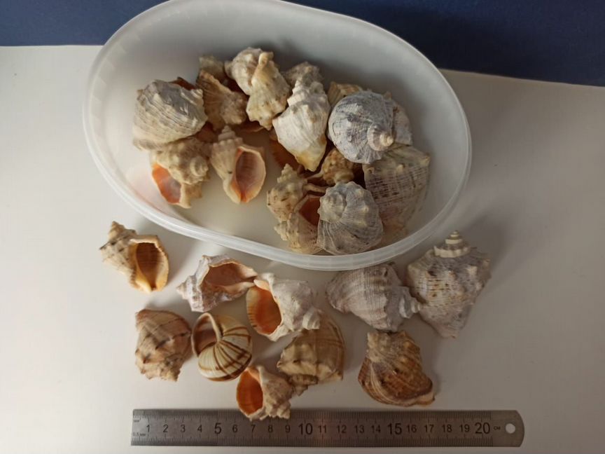 Ракушка рапан