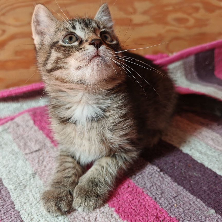 Котёнок в добрые руки