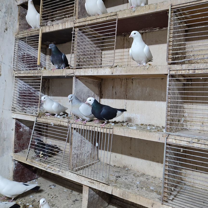Продам голубей
