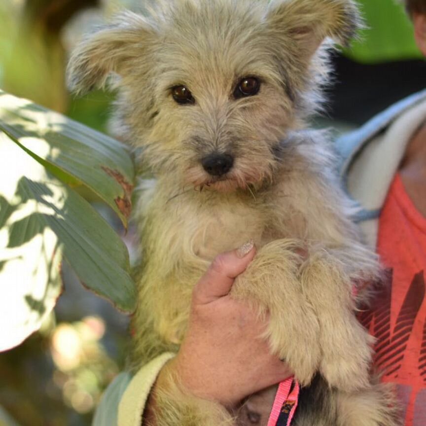 Маленькая собачка