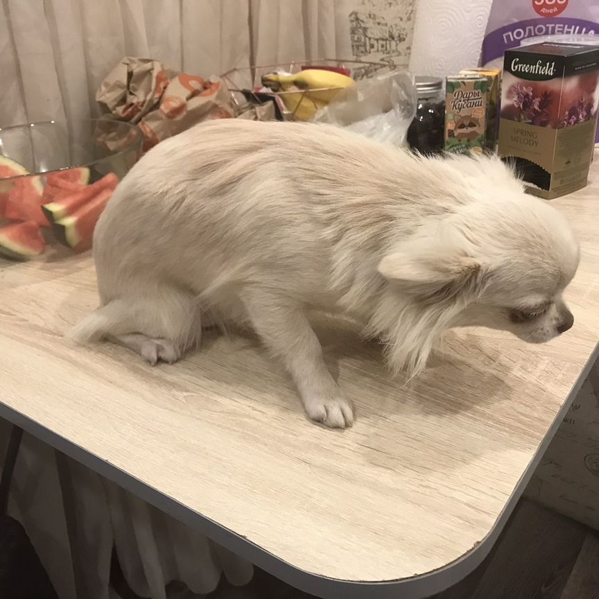 Домашние животные собаки маленькие