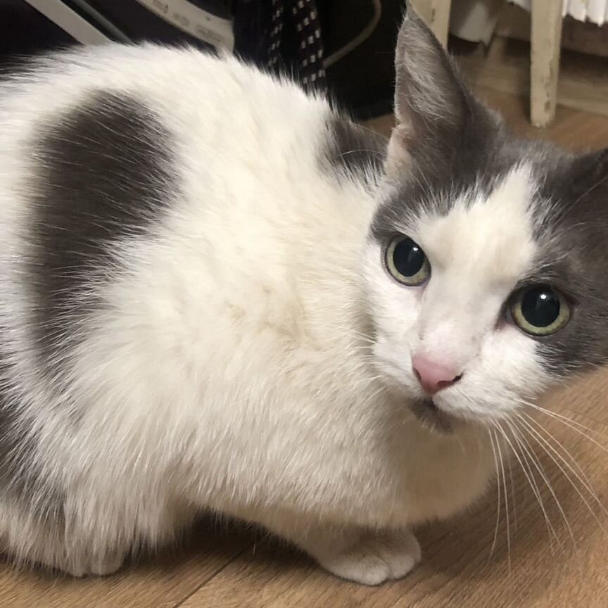 Кошечка в добрые руки