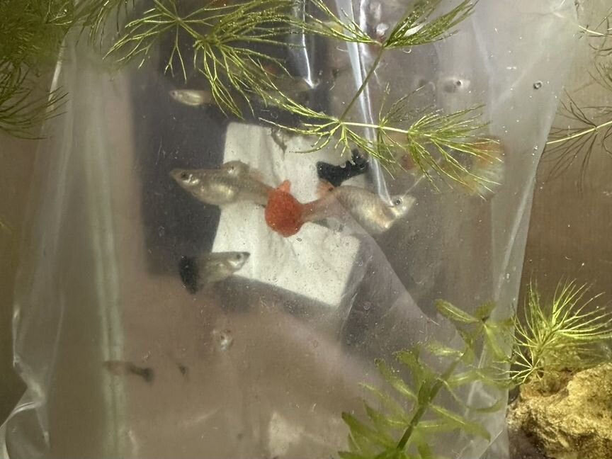 Рыбки гуппи