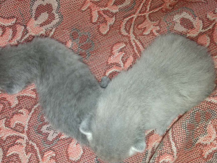 Котики и кошечки