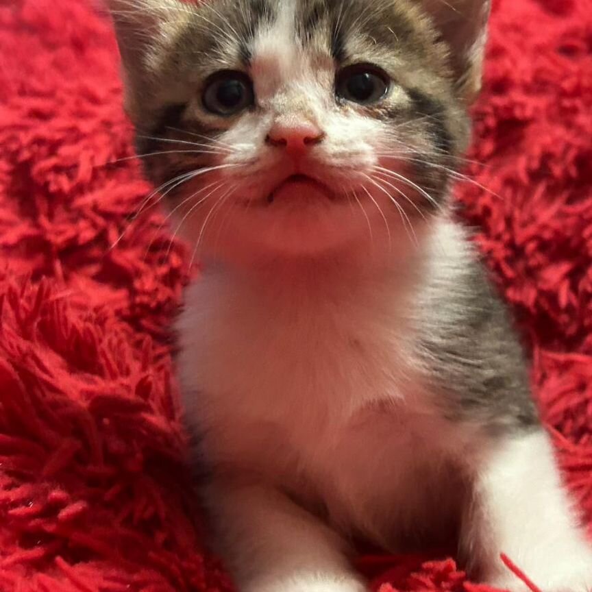 Шотландская