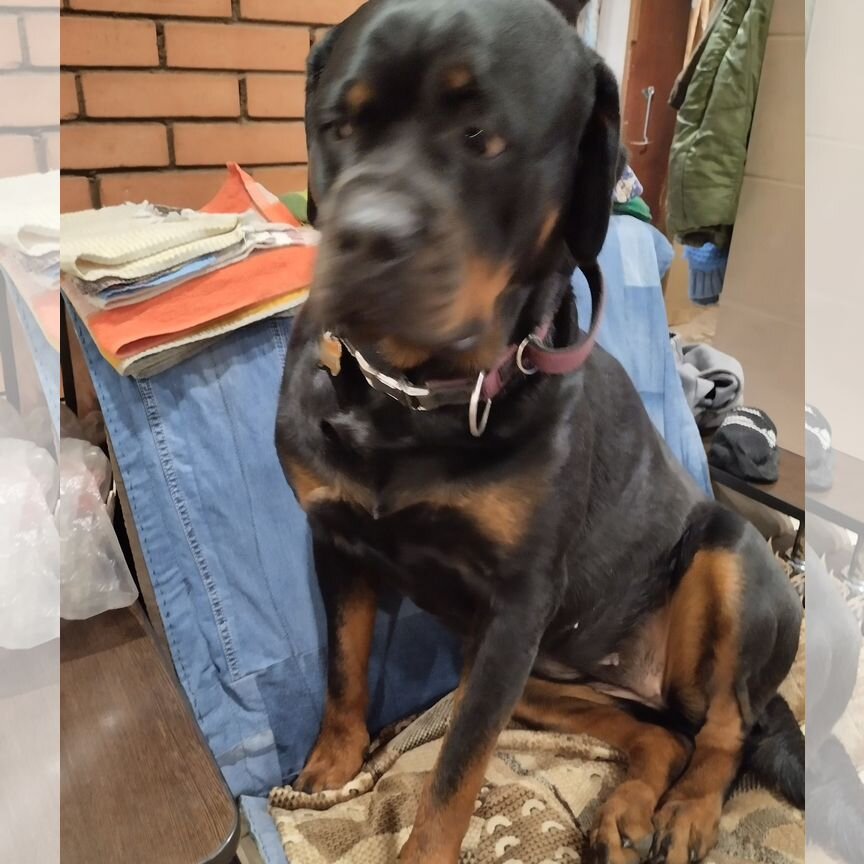 Ротвейлер, взрослая собака