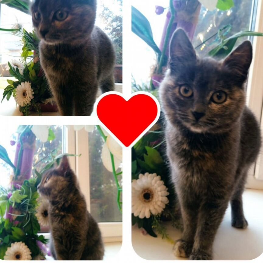 Взрослая кошка в добрые руки