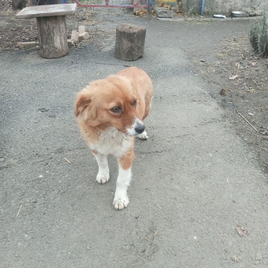 Помогите найти нашу собачку Лизу