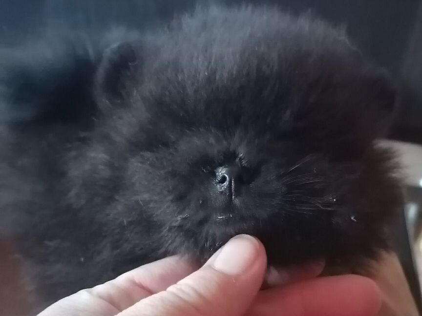 Шпиц померанский мини мальчик