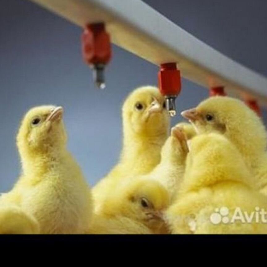 Цыплята бройлеры