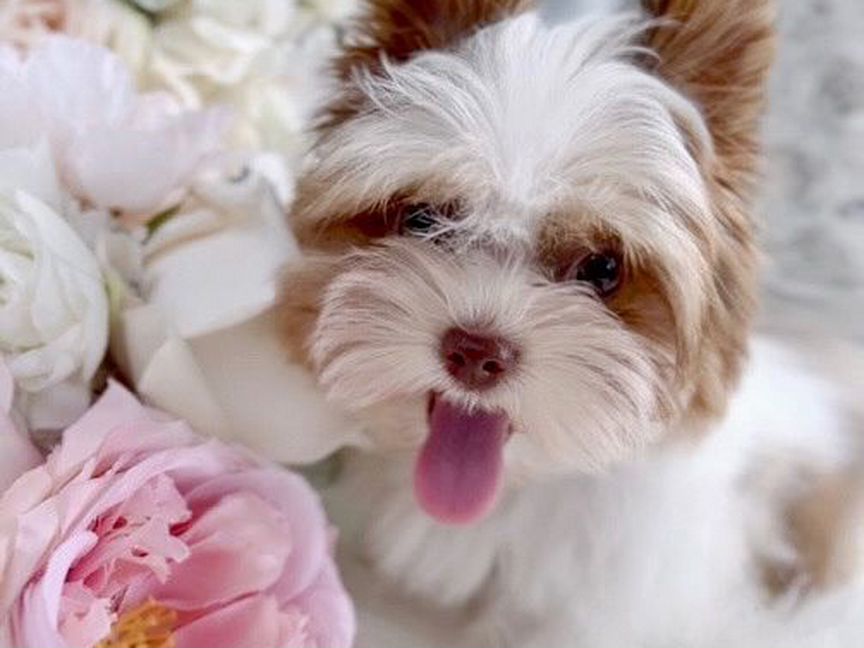 Девочки 2 мес