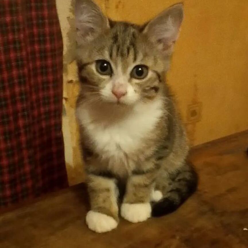 Котёнок в добрые руки