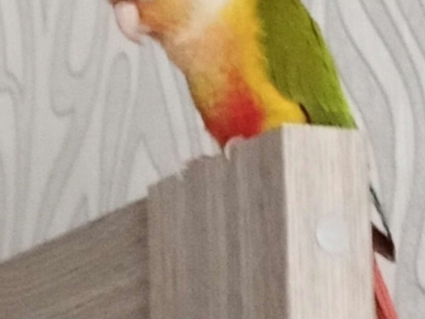 Попугай пирура окрас ананас