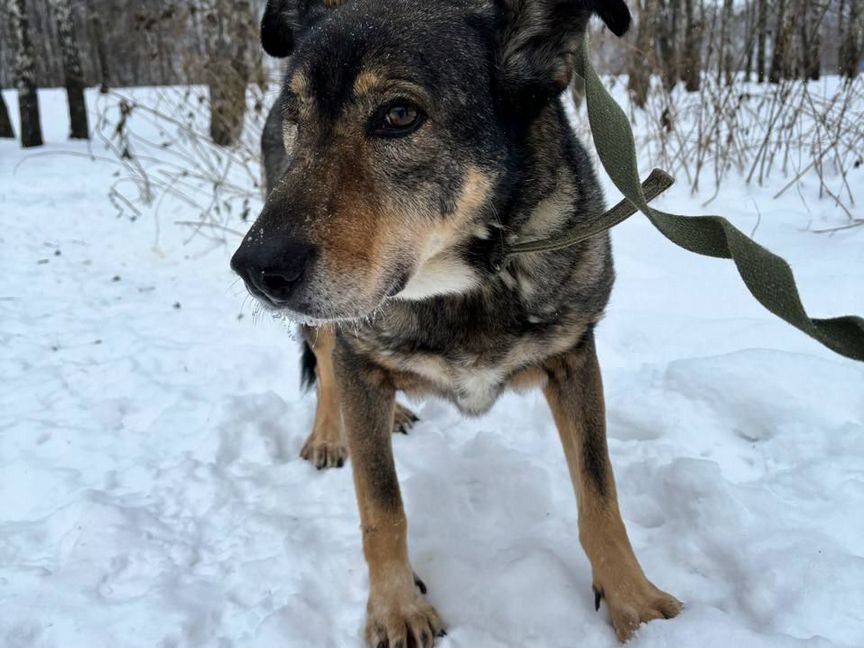 Старушка Джекки в добрые руки из приюта