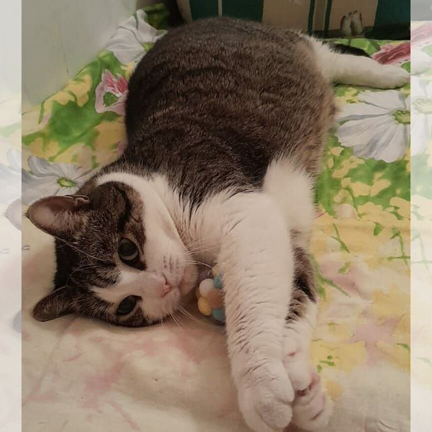 Кошечка Люся