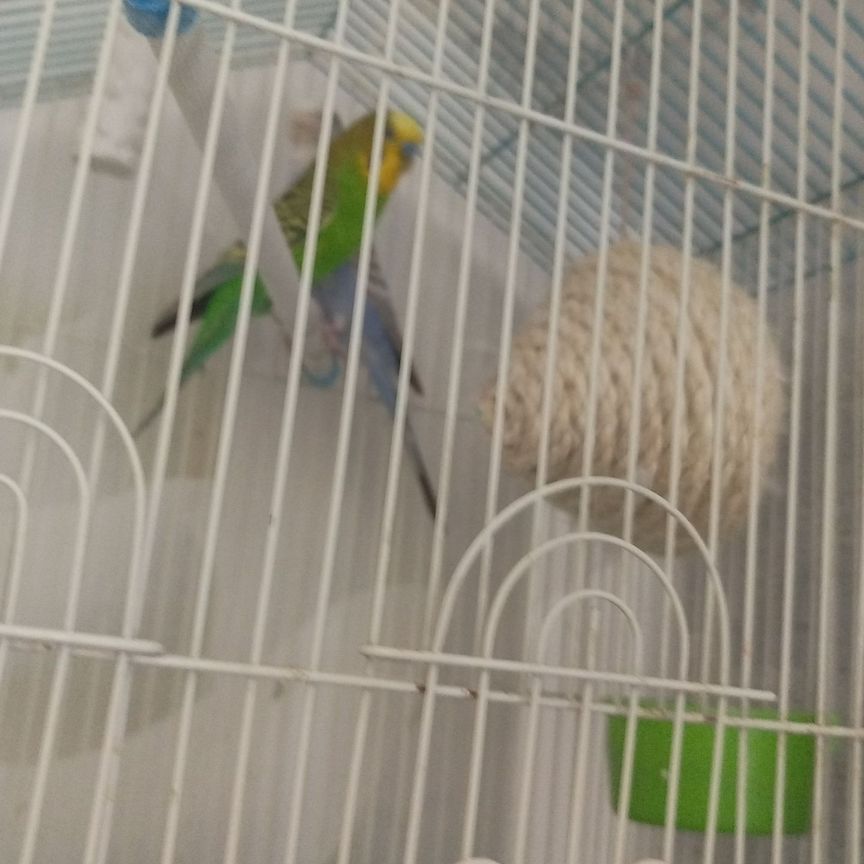Волнистый попугай с клеткой