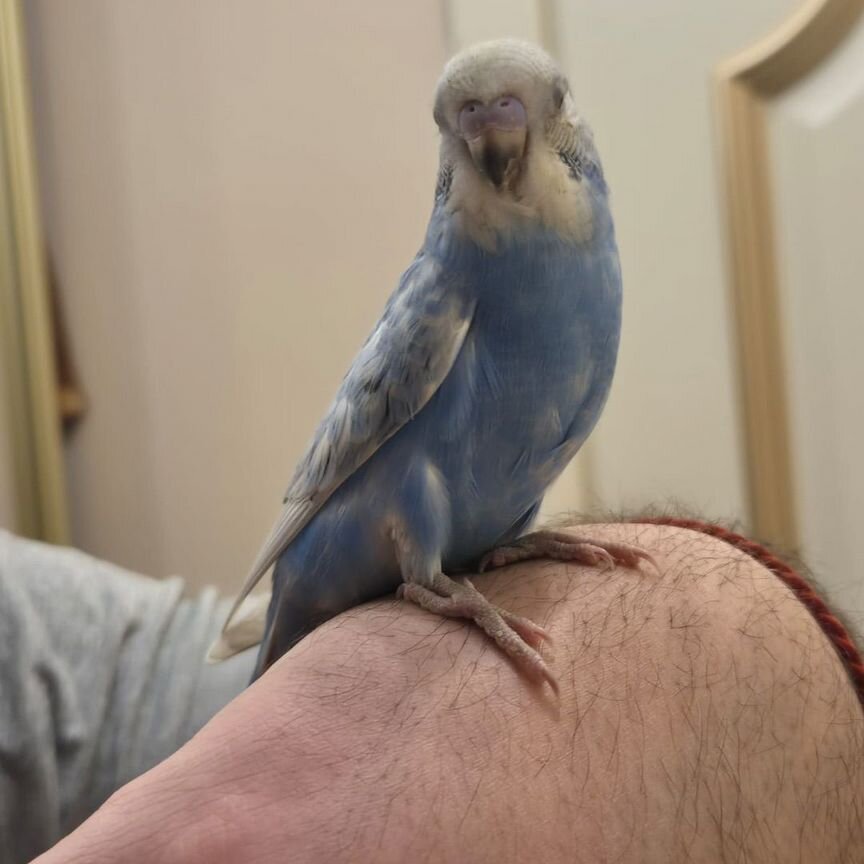 Волнистый попугай