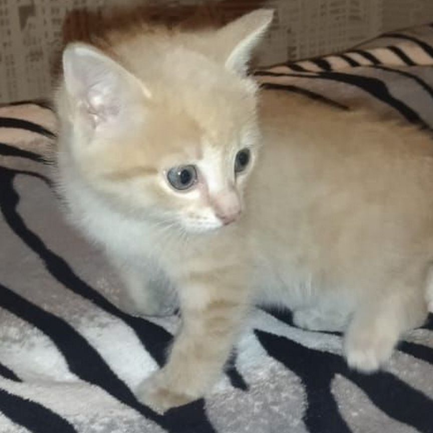 Котёнок смесь Курильский бобтейл