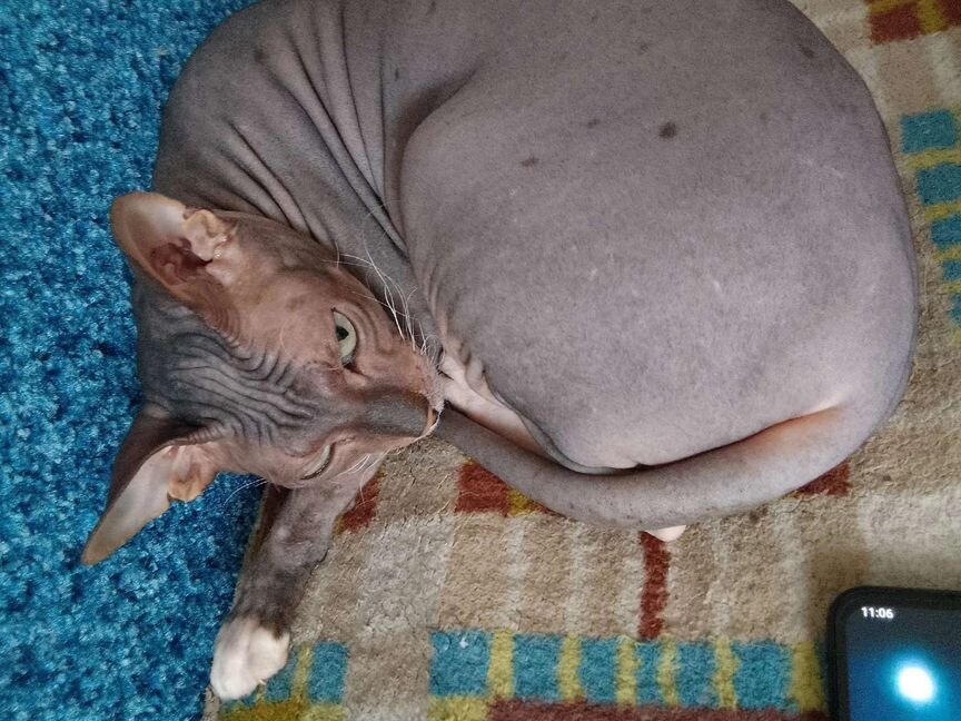 Донской сфинкс