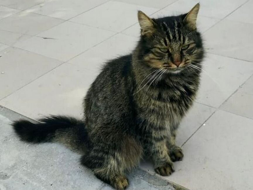 Кот читающий мысли