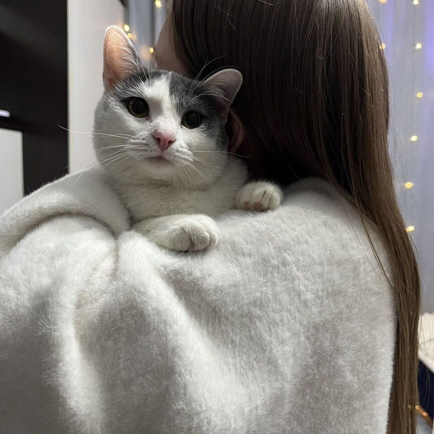 Кот Тоха