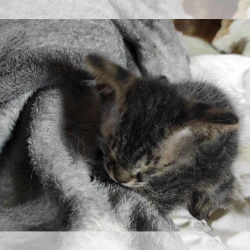Донской сфинкс котёнок