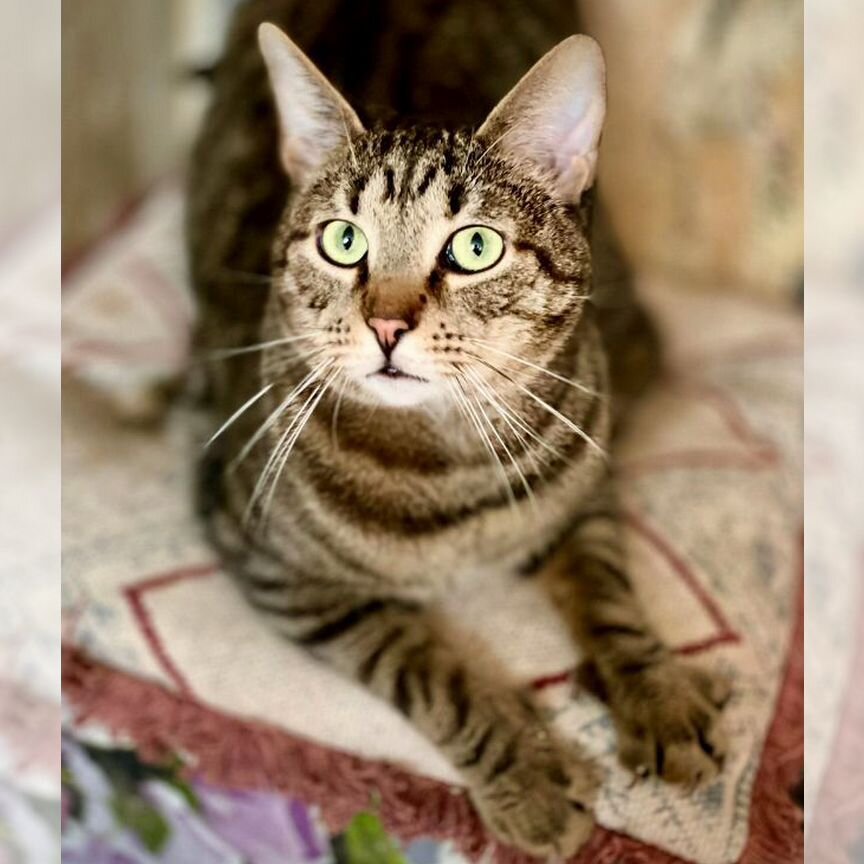 Молоденький котик в добрые руки