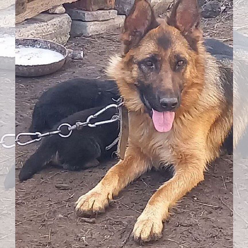 Немецкая овчарка, щенок