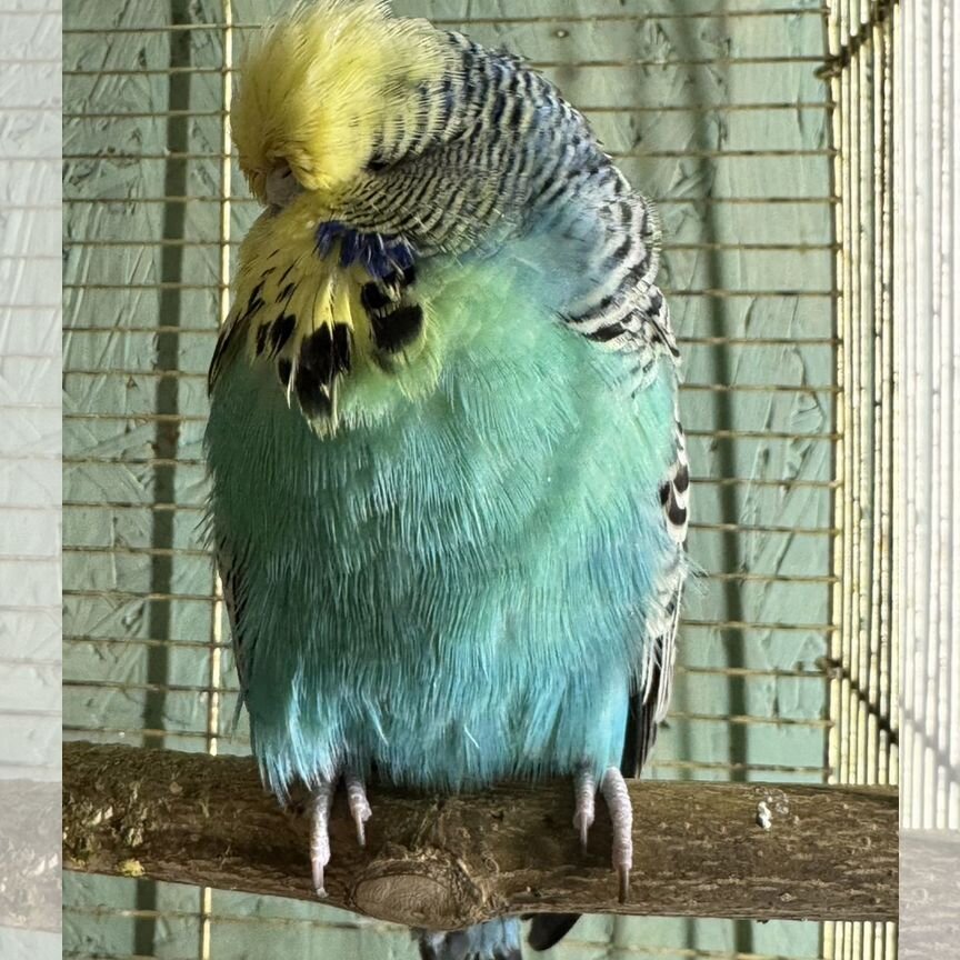 Выставочный волнистый попугай ввп Чех