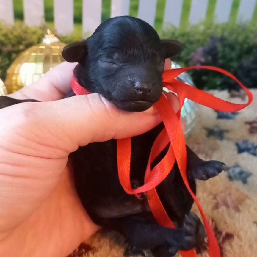 Той-пудель, щенок