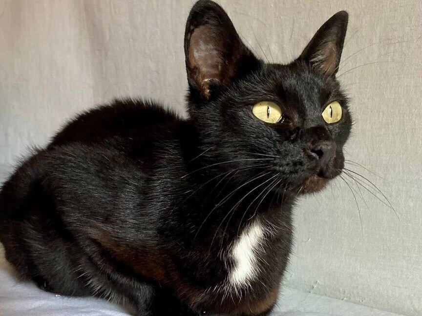 Пантерка Джейн. Просим Вашей помощи