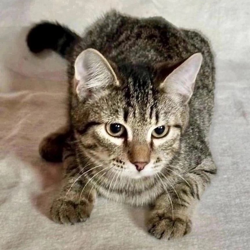 Котенок 5 месяцев