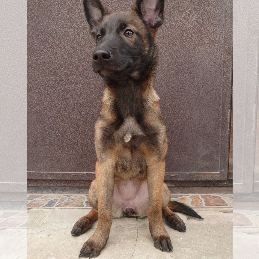 Бельгийская овчарка малинуа